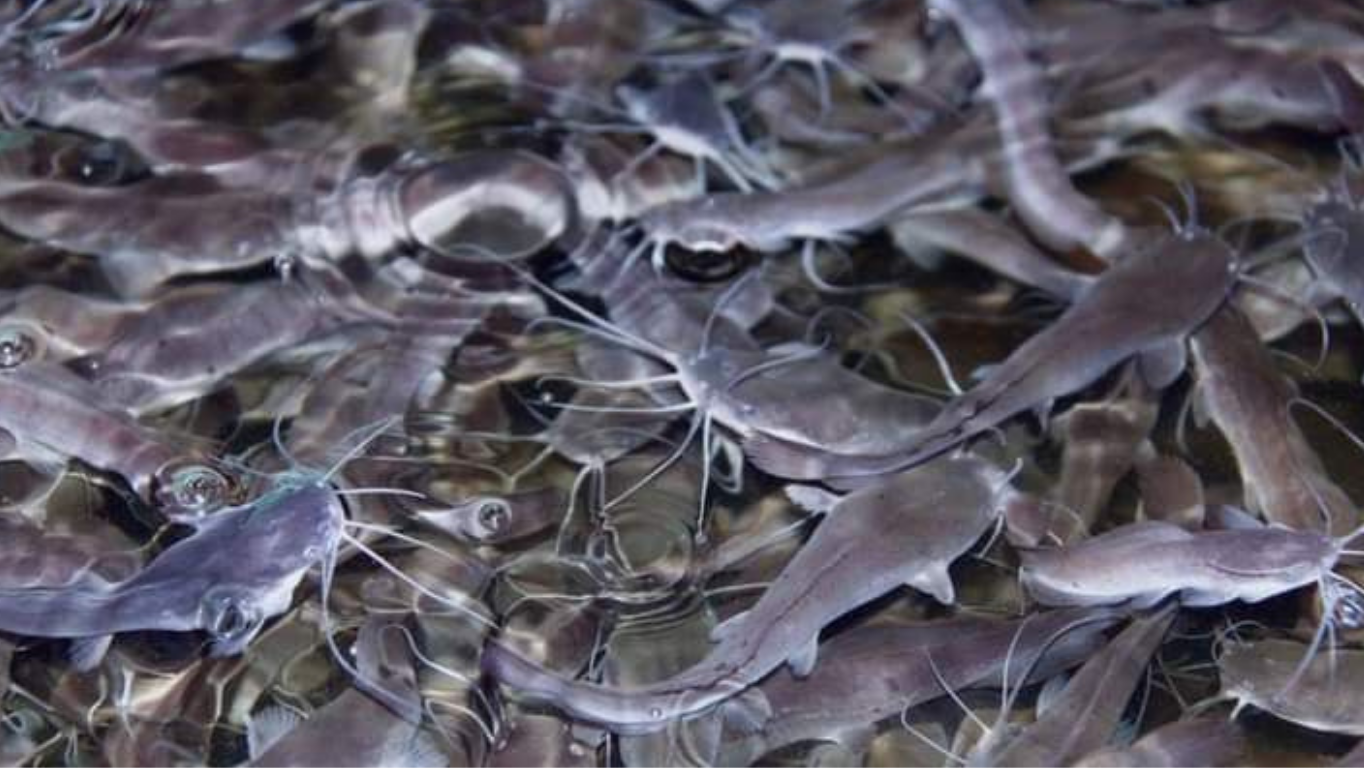 Panduan Lengkap Usaha Ternak Lele untuk Pemula: Rincian Modal dan Cara ...